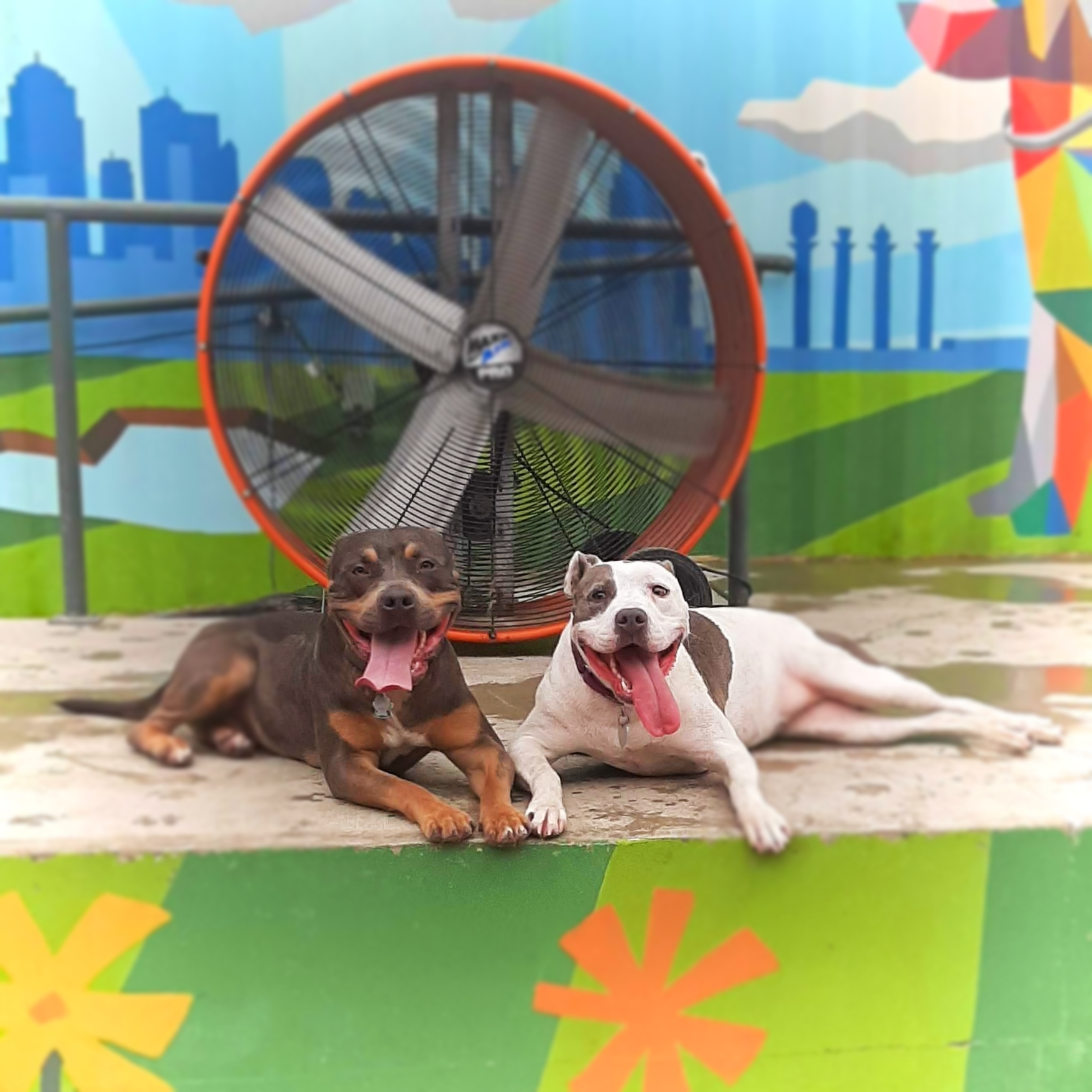 Enrichment Activities to Wear Your Dog Out – Really Good Pets Dog Training